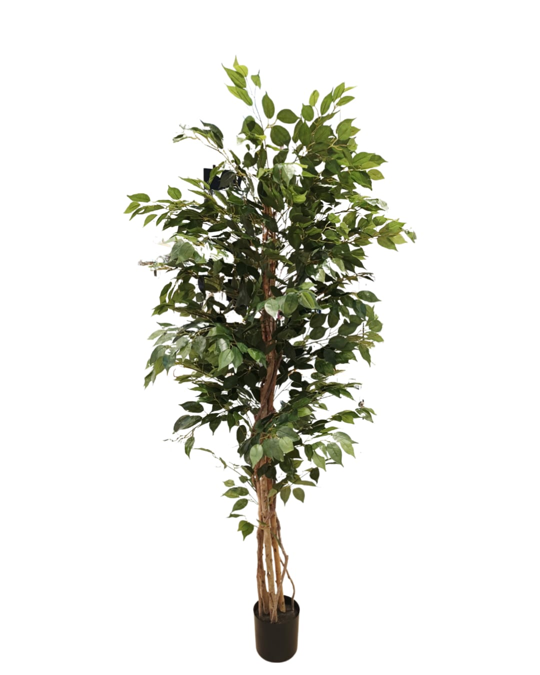 Ficus Plant Tree 1.9m (Small Leaves) - Faux | Ferns & Philo