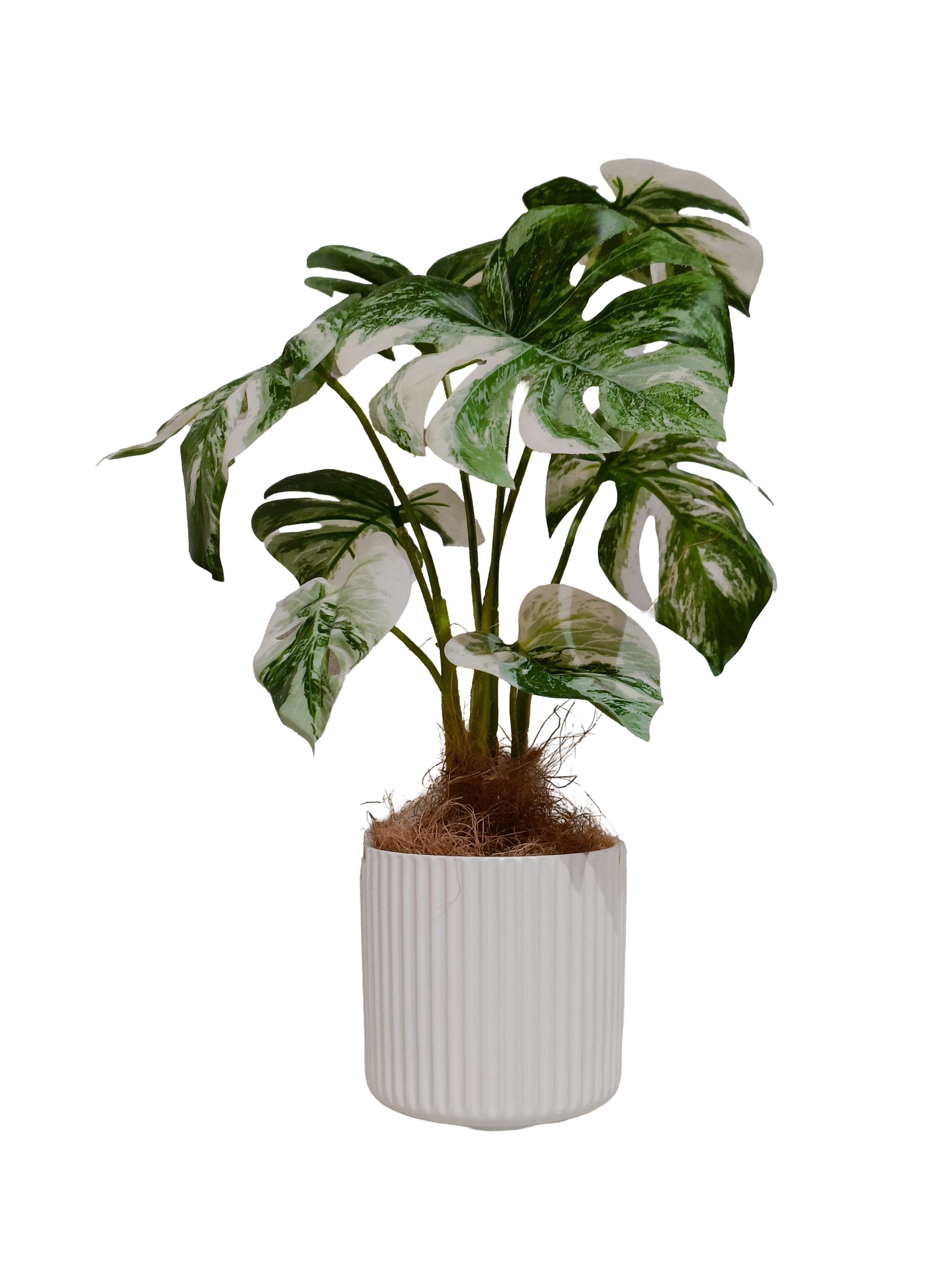 Monstera Albo Plant With White Pot (Faux) | Ferns & Philo