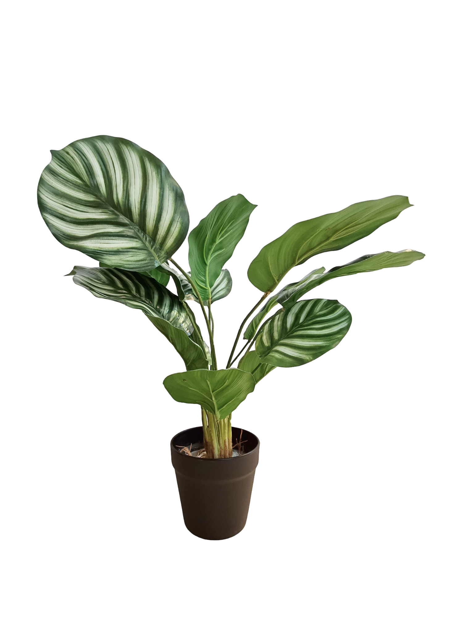 Calathea Orbifolia - White/ Green (Small) - Faux | Ferns & Philo