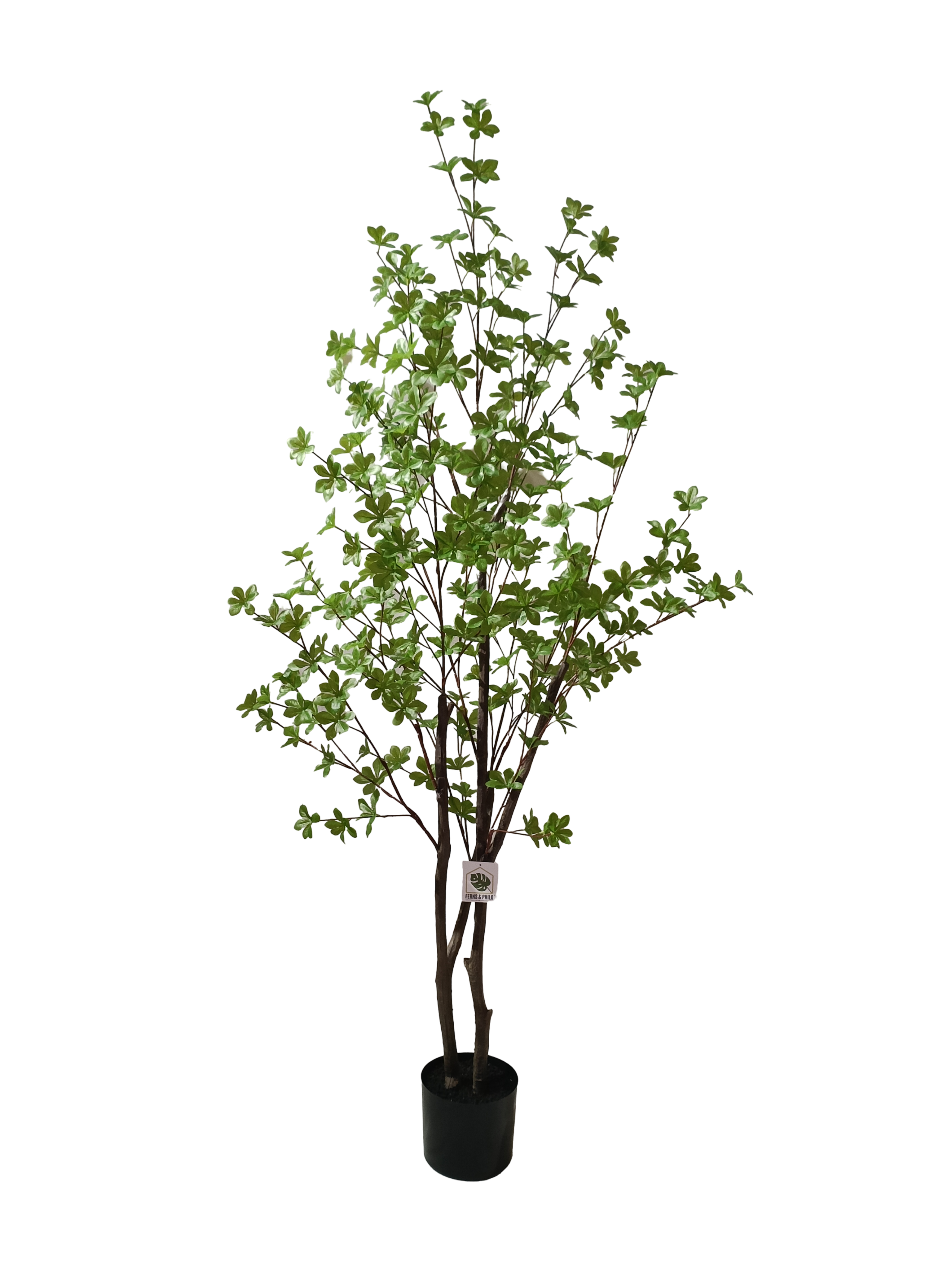 Japanese Bell Leaf Tree 1.8m - Faux | Ferns & Philo