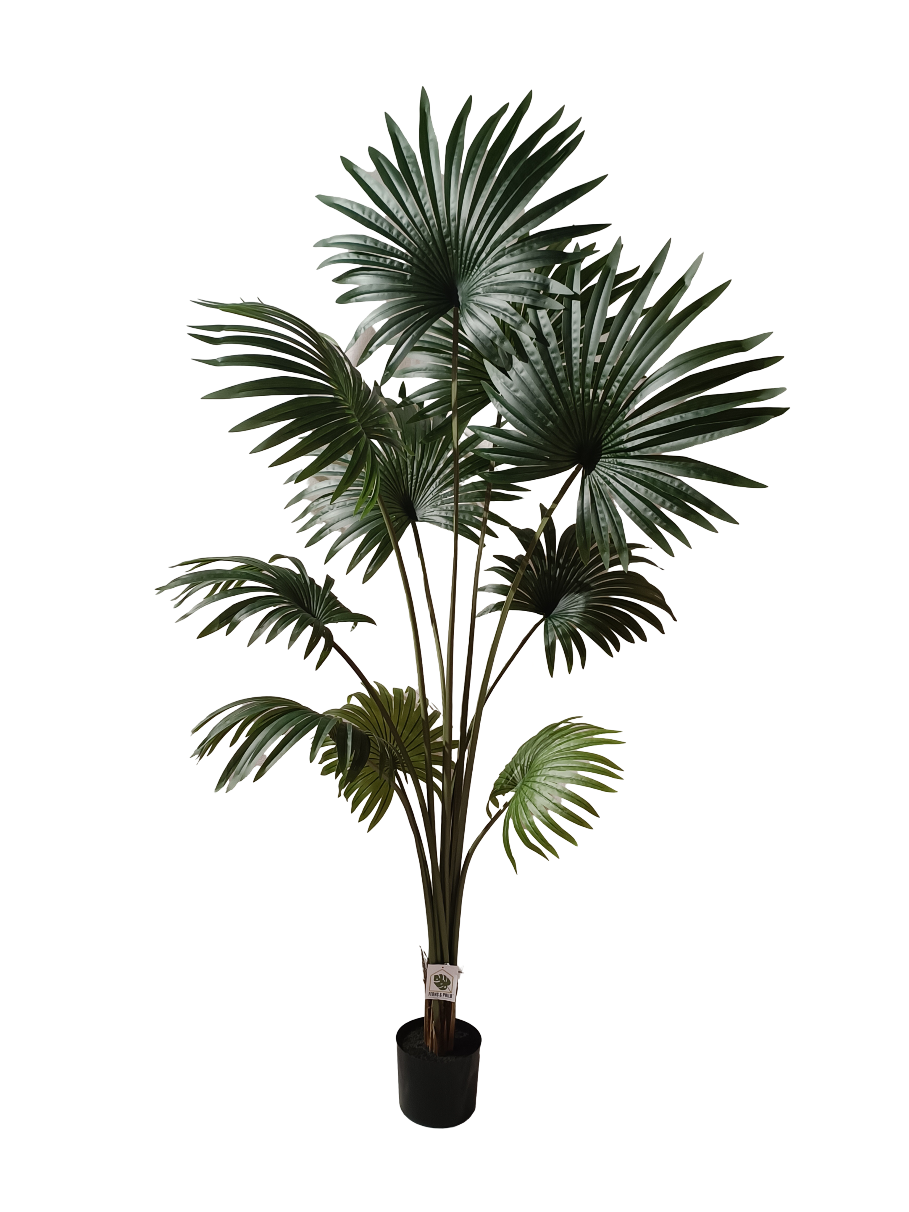 Fan Palm Plant 1.8m - Faux | Ferns & Philo