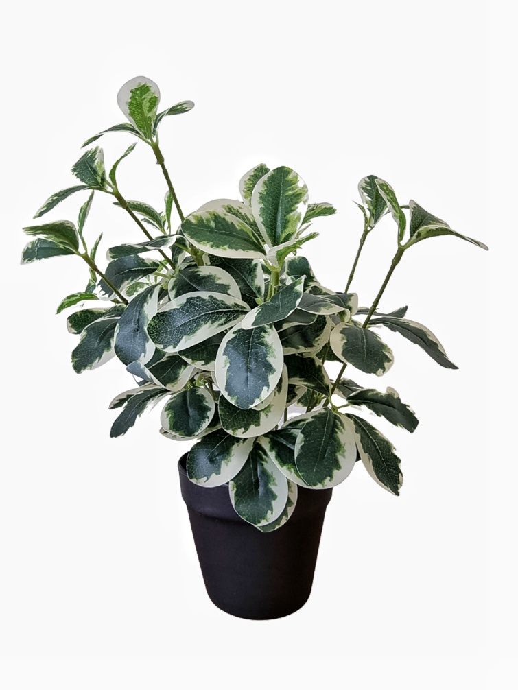 Ficus Triangularis - White/ Green (Small) | Ferns & Philo