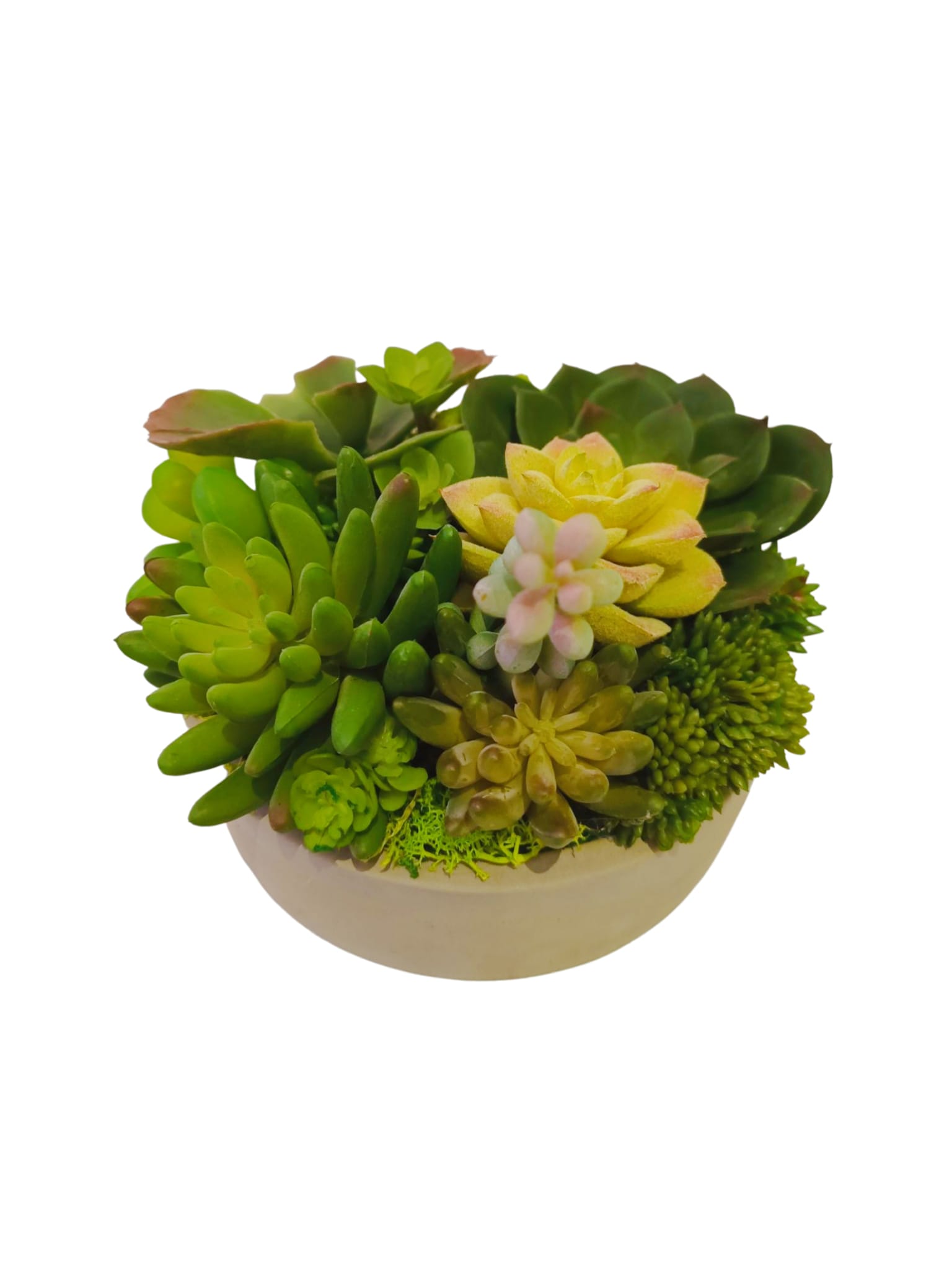 Multiple Agave Plants With Grey Pot (Green & Yellow) - Table Size (Faux ...